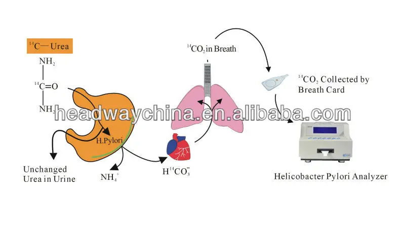 C14/c13 Urea Breath Test Kit For H.pylori Screening Test - Buy Urea ...