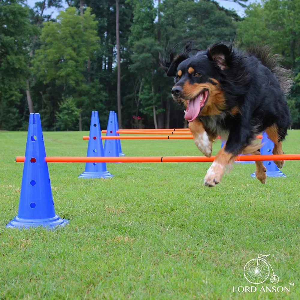 Dog Speed Agility Training Hurdle Cones Set - Buy Agility Hurdle Set ...