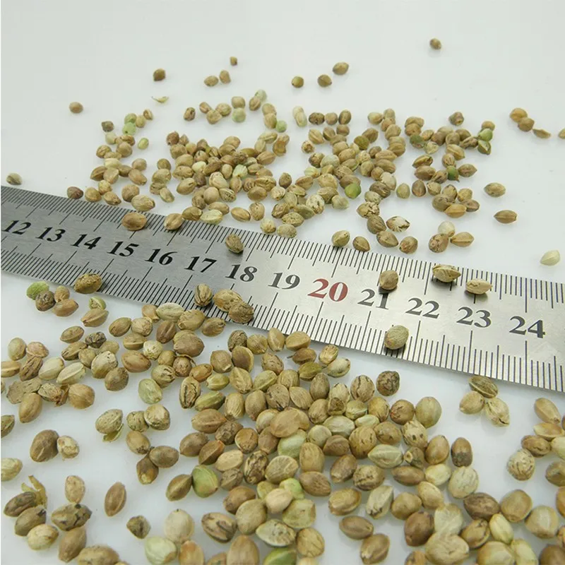 Big Size Above 5.0mm Hemp Seed - Buy Bird Food Hemp Seed,Hemp Seed ...