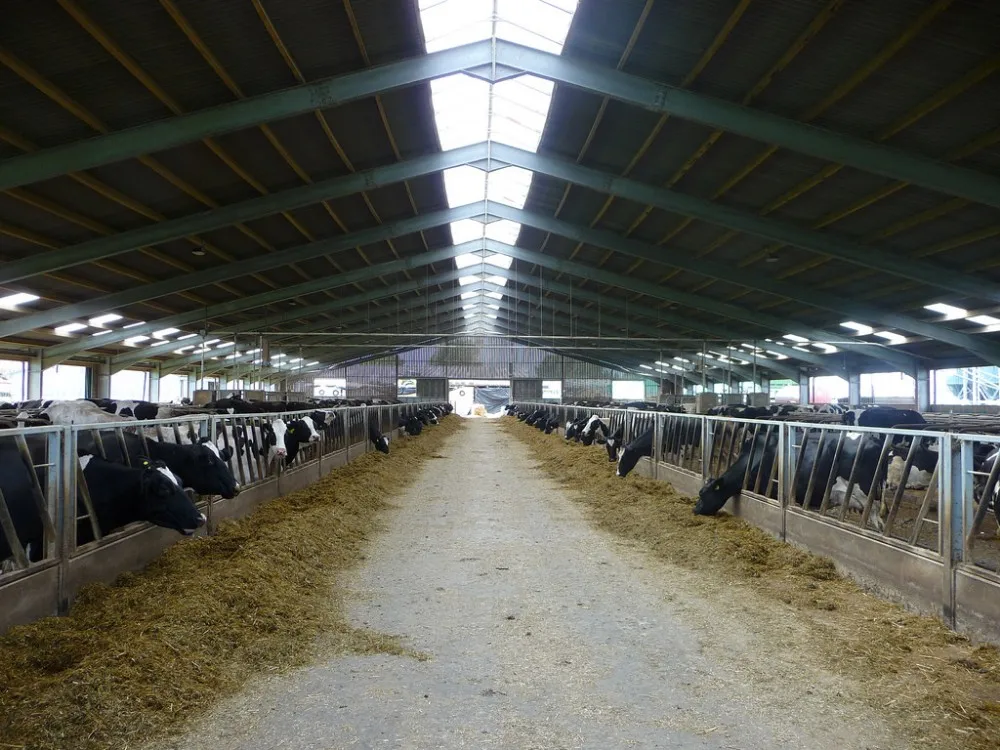 Cattle House Building - Durable Steel Dairy Farm Structure