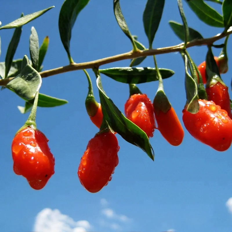 Chinese Wolfberry Chrysanthemum Tea High Purity Natural Organic ...