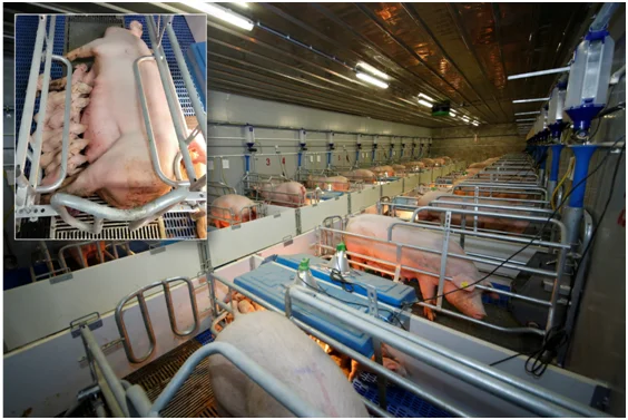 Steel Structure Modern Pig House Farm Pigsty - Buy Steel Structure ...