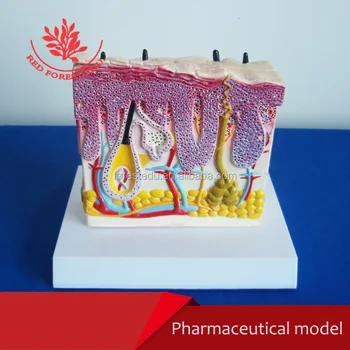 Scaly Tetter Skin Model Pathological Model Of Skin - Buy Pathological ...
