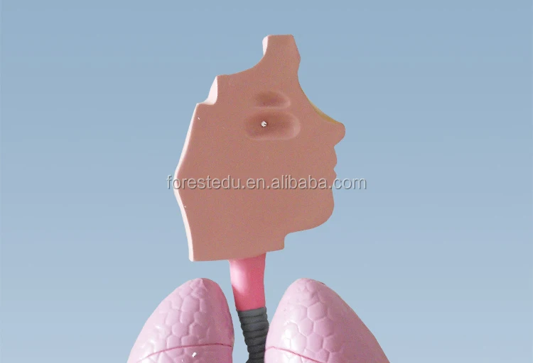 Asthma Model FRT167 - Detailed Lung Anatomy for Education