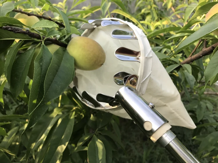 Made In China Manual Mango Picking Machine Mini Olive Hearvesting ...