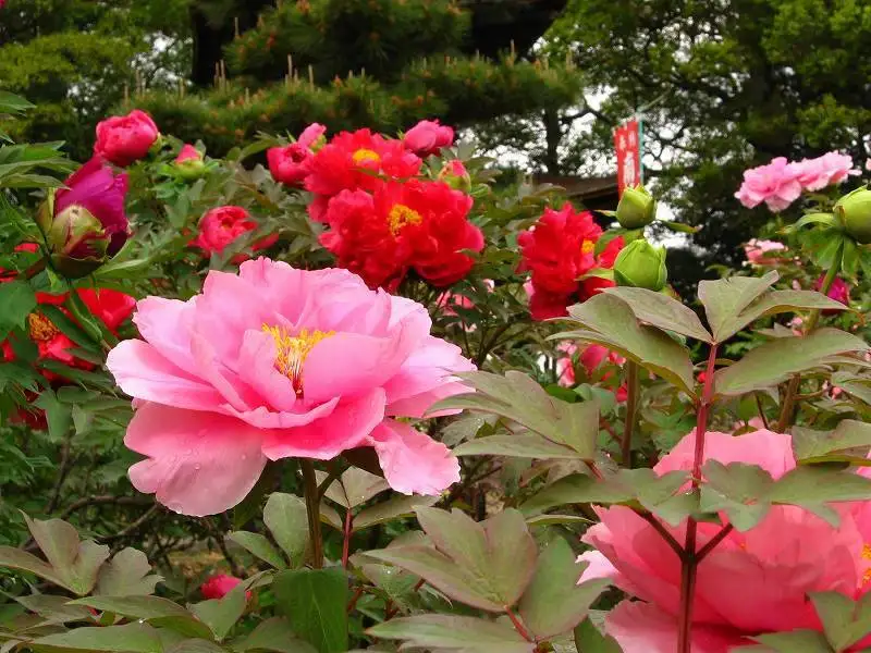 2015 Hot Sale Peony Seed Paeonia Suffruticosa Chinese Mudan Flower ...