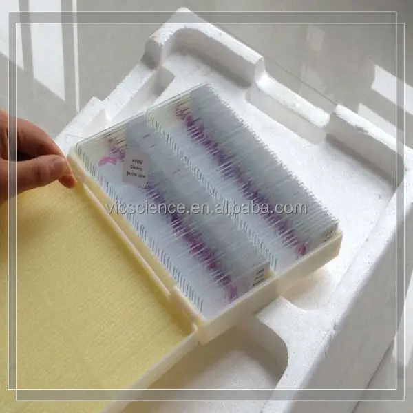 Microscope Prepared Slides Human Dental Medical Oral Histology Tooth ...