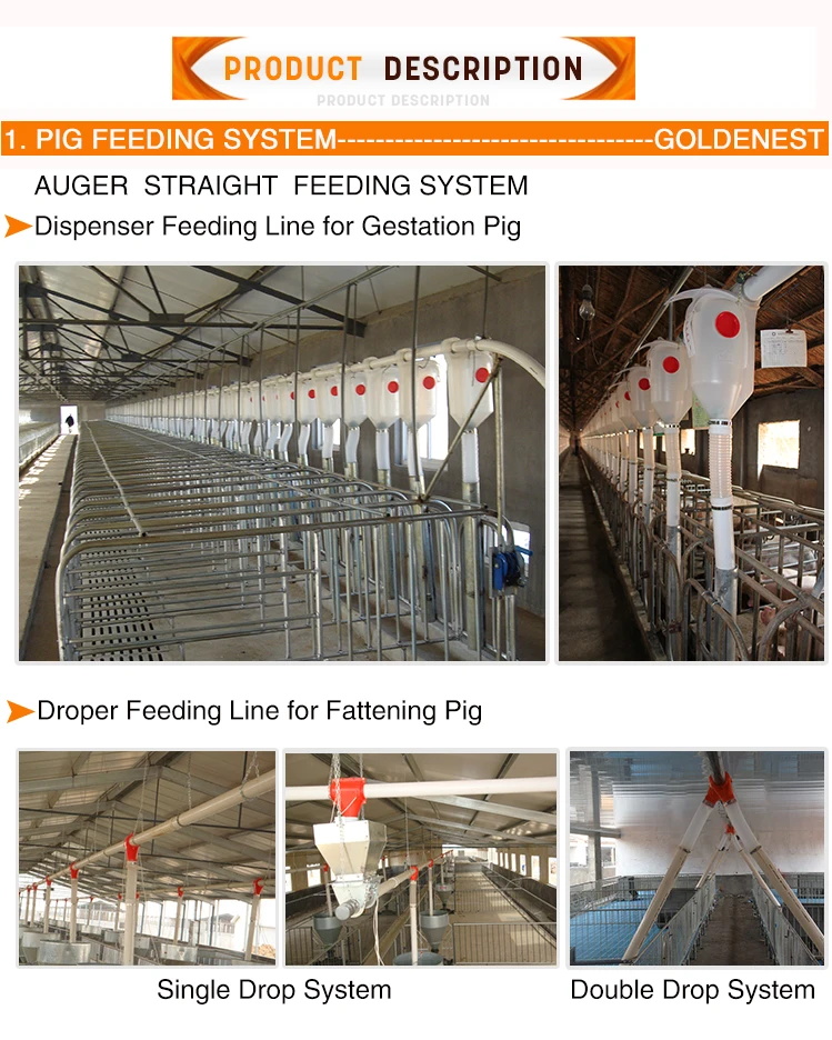 Pig Feeding And Farming Equipment Line System - Buy Pig House Feeding ...