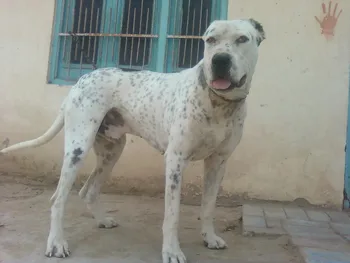 Sindhi Mastiff Dog - Buy Indian/sindhi Mastiff Product on Alibaba.com