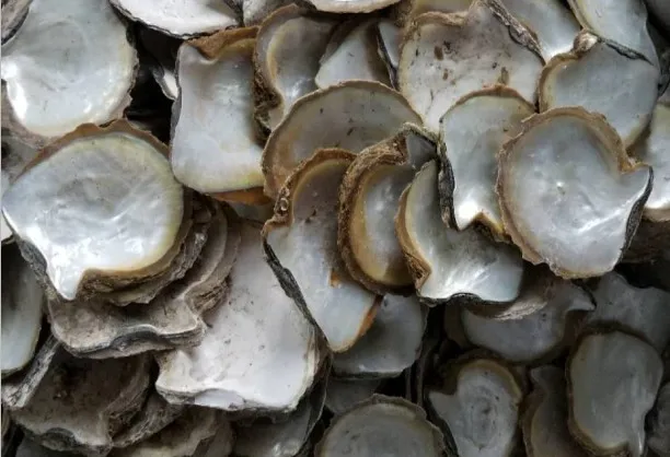 Shop High-Quality White Mop Shell Raw Sea Shells from China