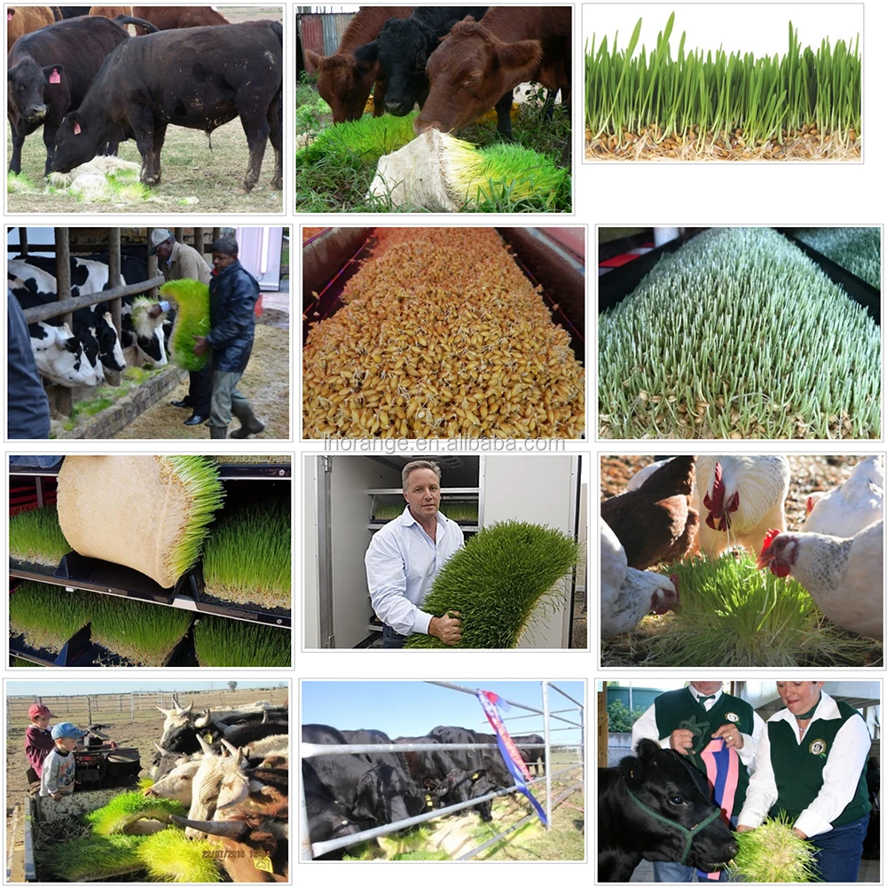 Hydroponic Barley Fodder Growing System - High Productivity