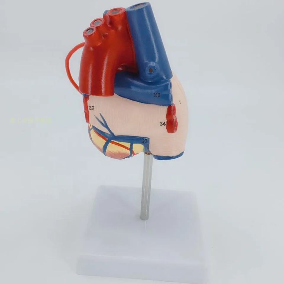 Human Heart Bypass Surgery Training Model for Medical Science