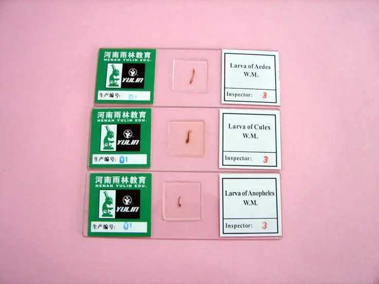 Lab And Medical Pathology Histology Microscope Slides,Medium-sized ...