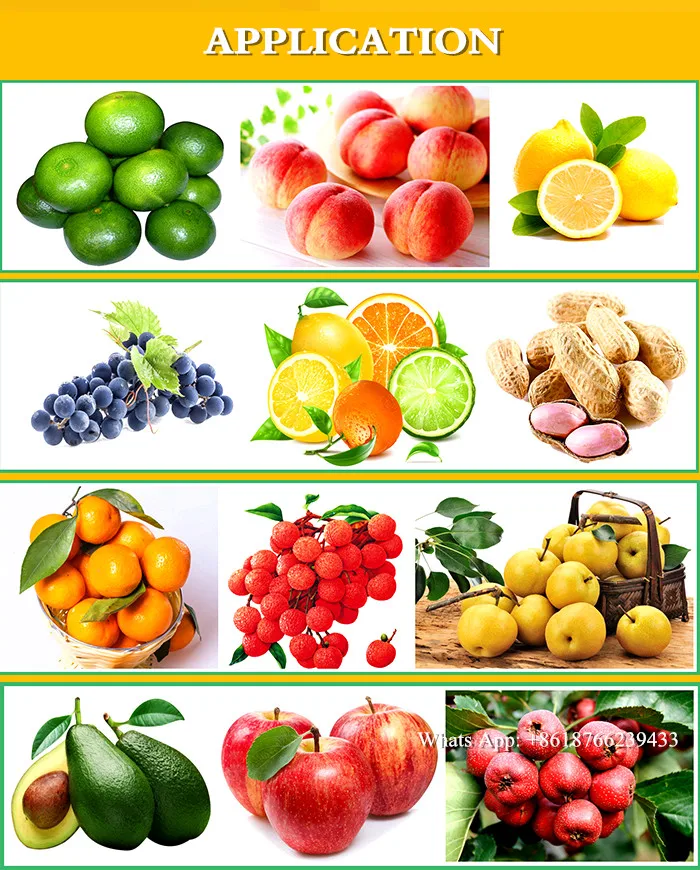 Pear Lemon Fruits Processing Line - Efficient & Reliable