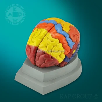 Rubber Anatomical Brain Model,Biological Manikin Brain Model. - Buy ...