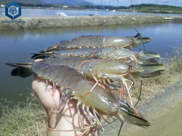 Hdpe Shrimp Pond Liner For Farming System - Buy Hdpe Shrimp Pond,Shrimp ...