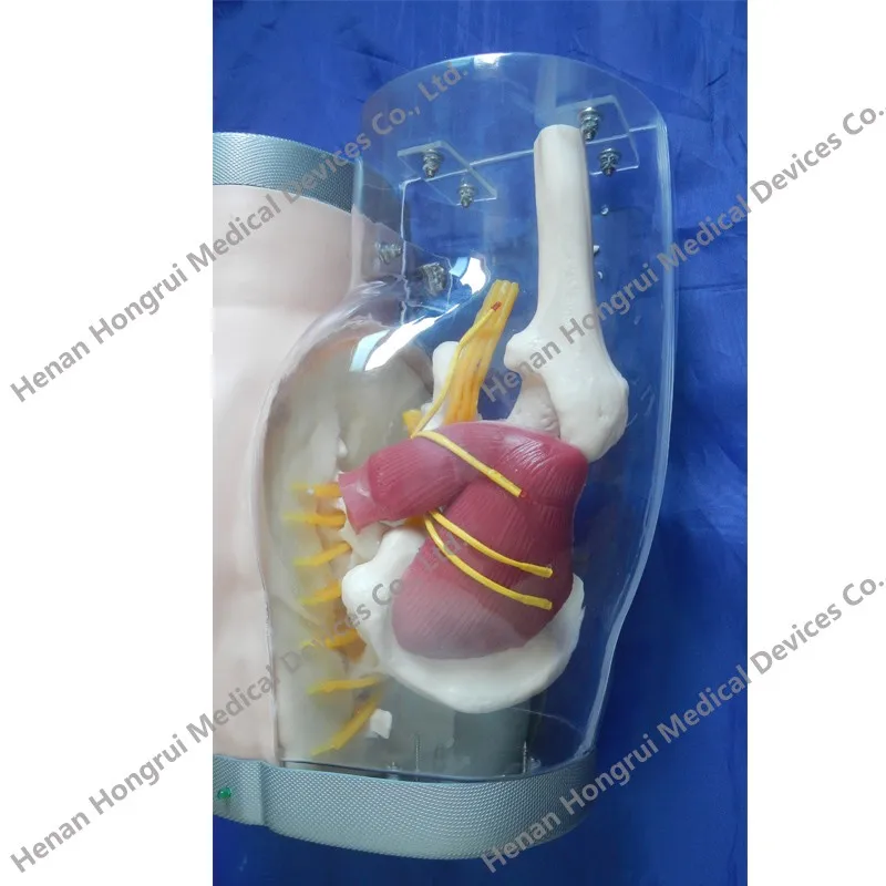 Advanced Nursing Training Intramuscular Injection Buttock Model ...