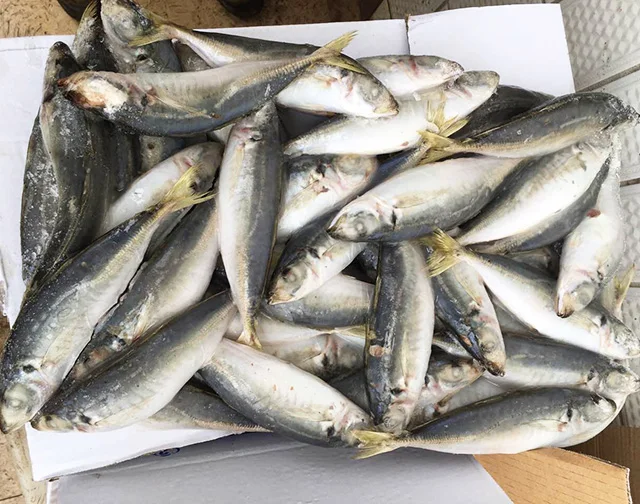 Seafoods And Frozen Food Round Scad Fish With 120pcs For Philippines ...
