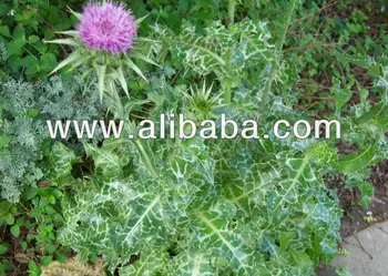 Milk Thistle,Ont Katara - Buy Herbs Product on Alibaba.com