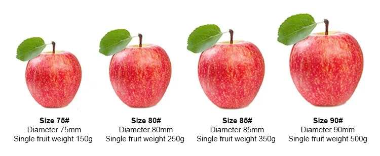 Chinese Fresh Red Fuji Apple Of Apple Fruit Best Price - Buy Best Price ...