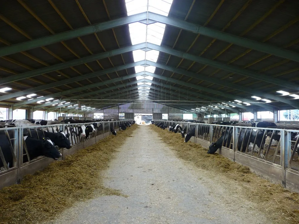 Low Cost Cowshed Prefab Steel Cow Farm Building Dairy Cow House - Buy ...