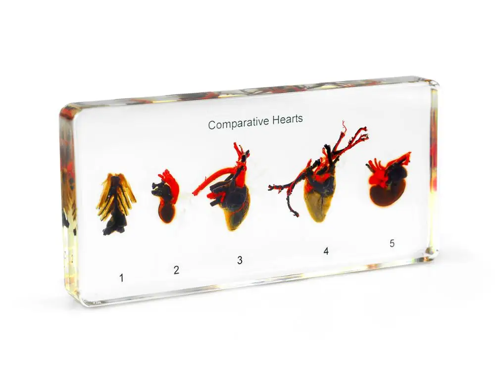 Clear Acrylic Embedded Fish Dissection Specimen For Biological Teaching ...