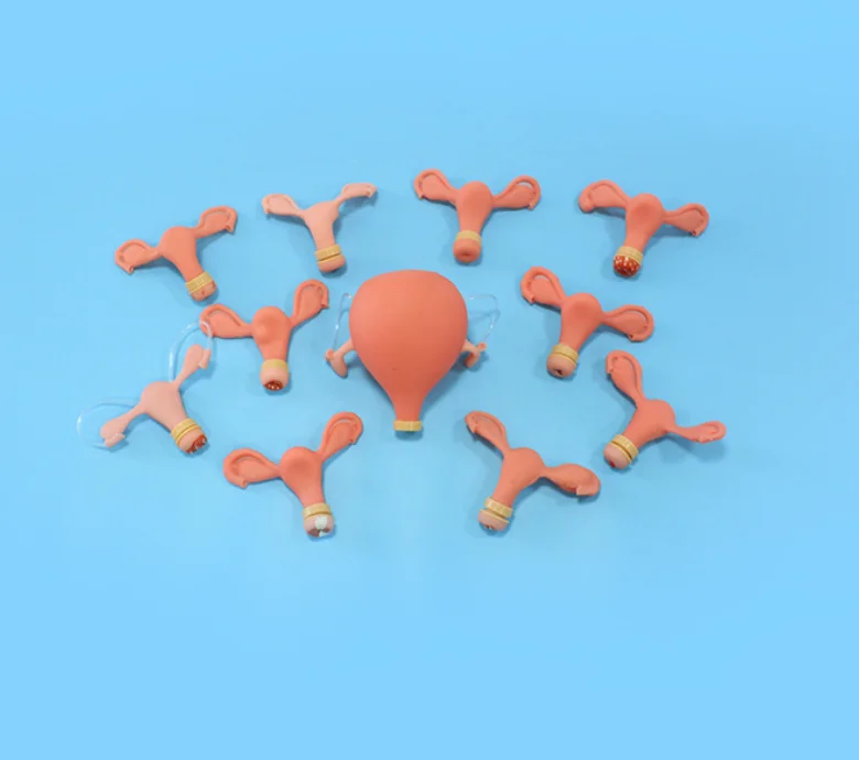 Advanced Gynecological Examination Model - Detailed & Realistic