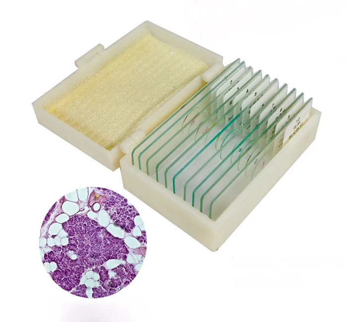 12pcs Biological Onion Anther Meiosis Microscope Slides - Buy Onion ...