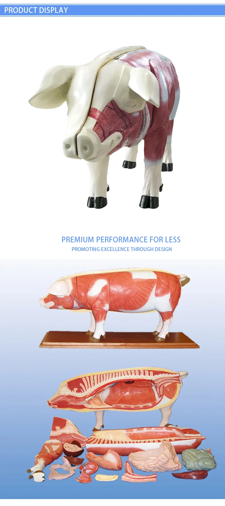 Medical Pig Anatomical Model - INNOCOM INC-PIG01