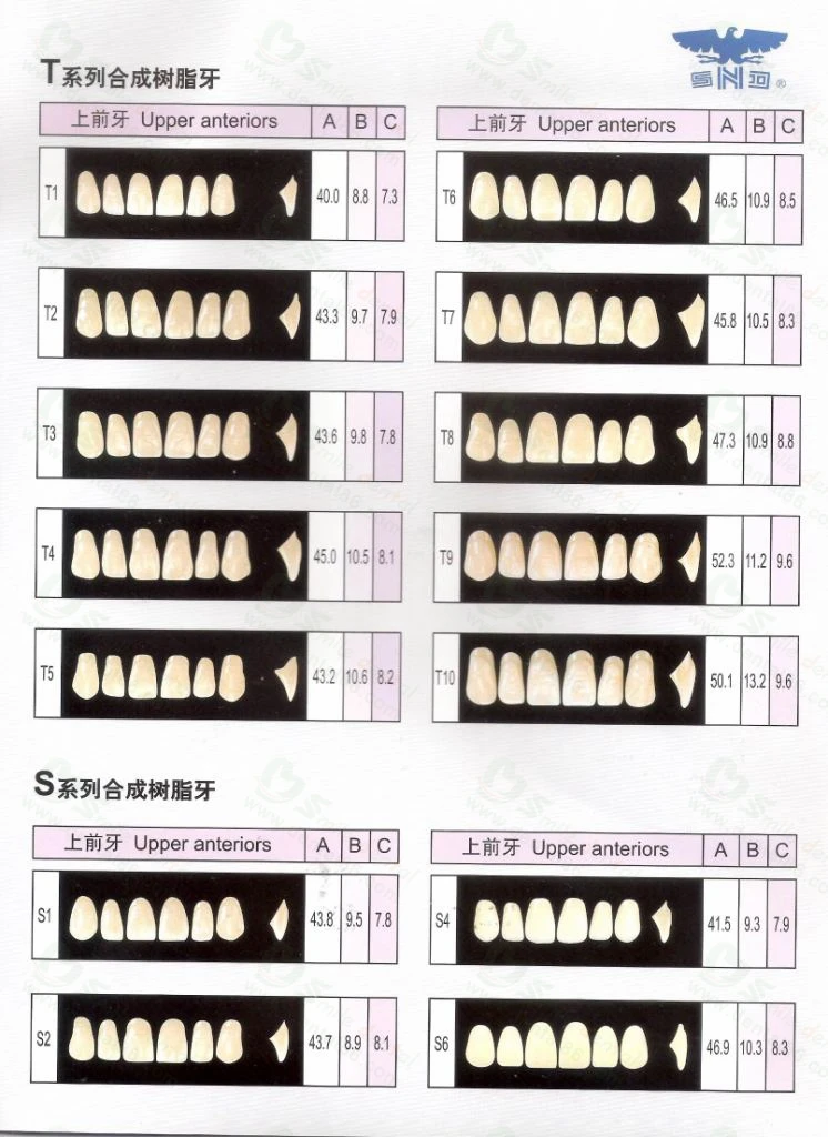 2layer Acrylic Resin Teeth - Durable Denture Solutions