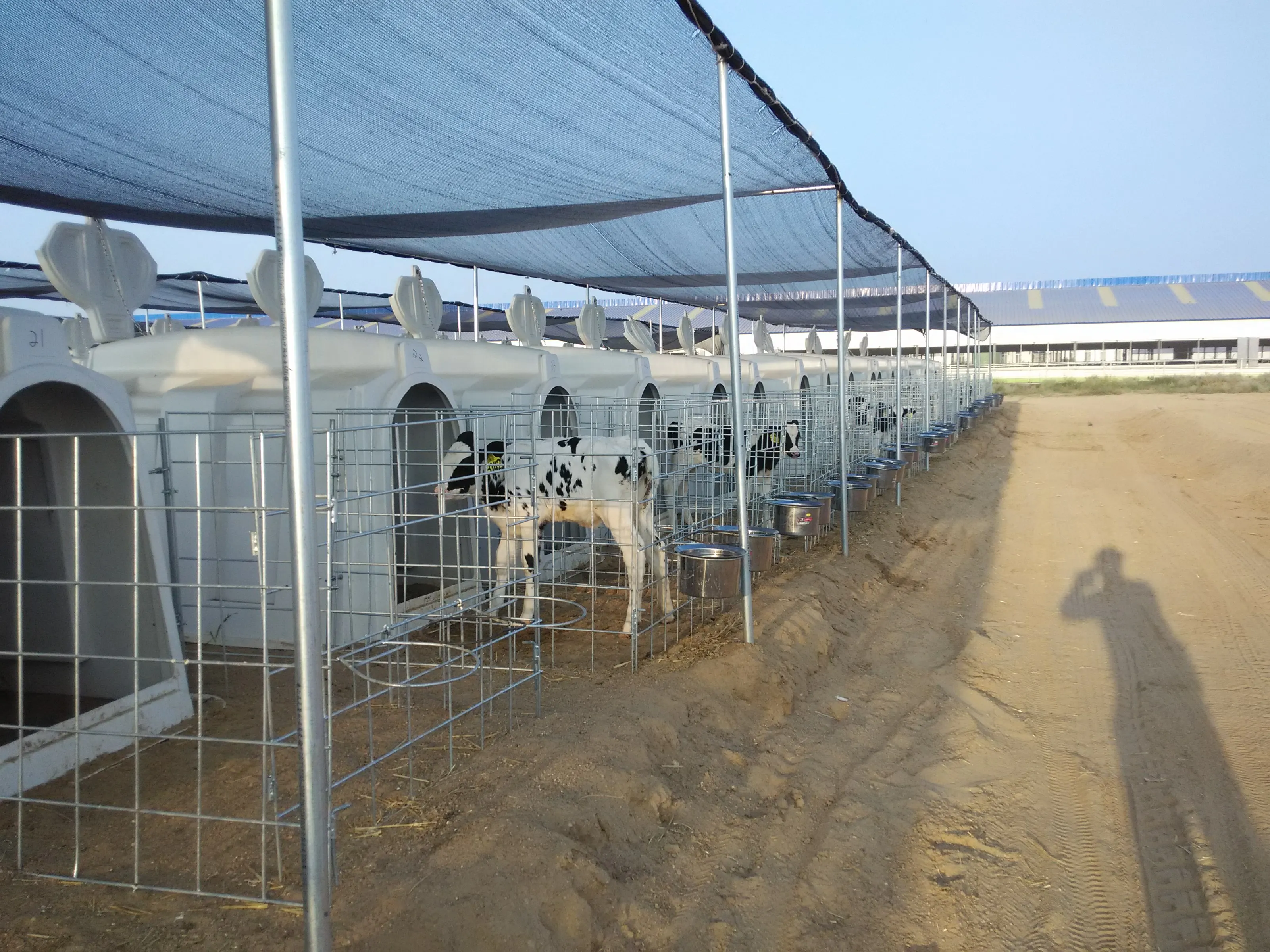 Cow Calf Hutches - Buy Calf Houses,Cage For Calf/dog/animals,House And ...