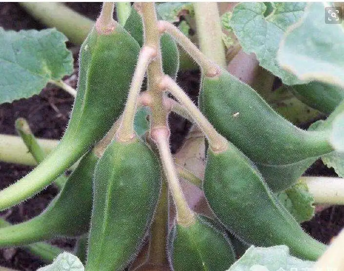 Pure Harpagophytum Procumbens Harpagoside 2% Extract Powder