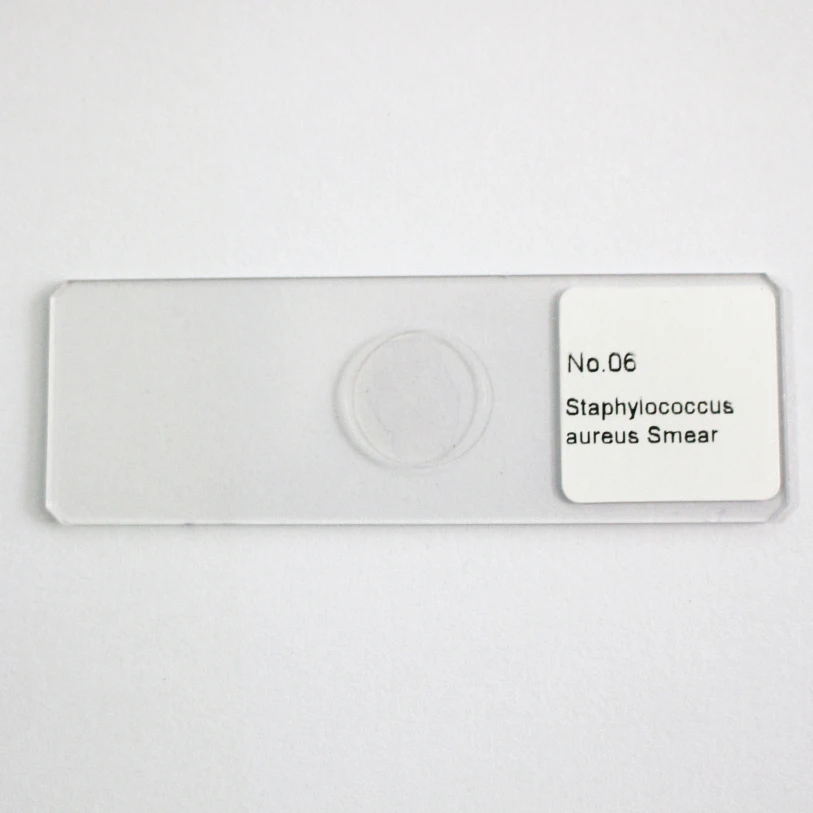 Educational Suppliers Staphylococcus Aureus Smear Microscope Prepared ...