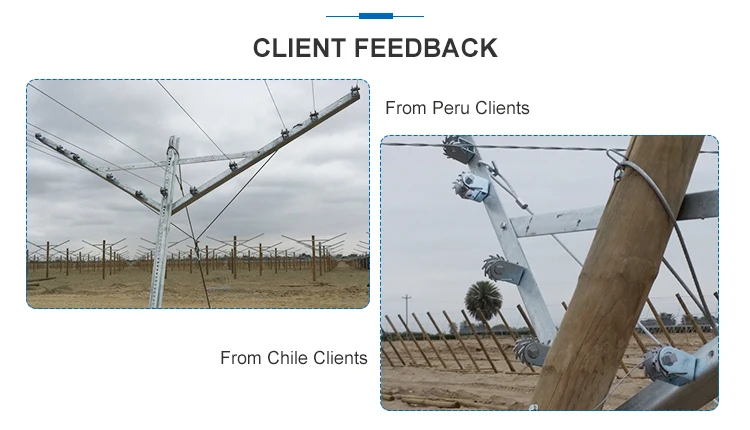 Y Shaped Open Gable Trellis System for Vineyard Success