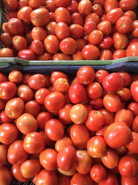 Fresh Tomatoes - High Shelf Life - Quality Produce - Buy Tomato Fresh ...