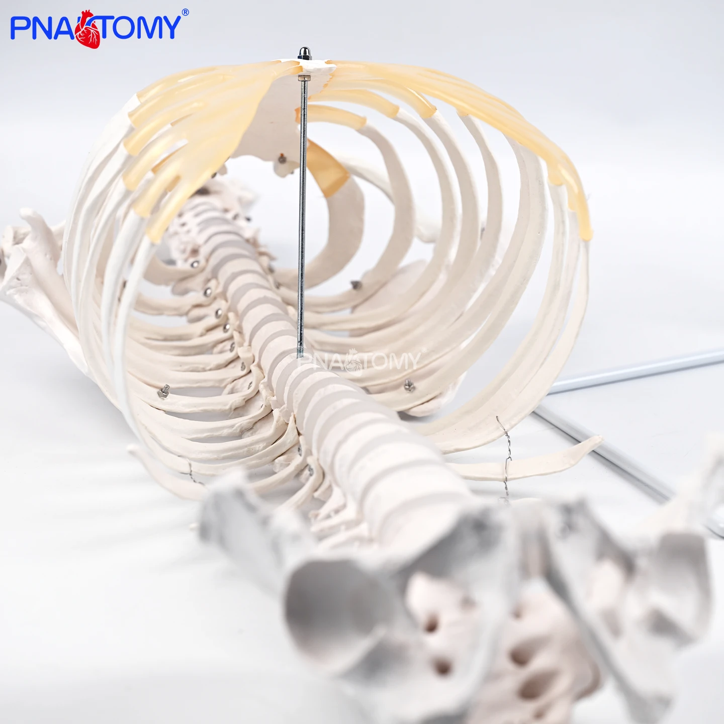 Anatomical Model of Human Trunk Skeleton with Stand Spine Ribs Pelvis ...