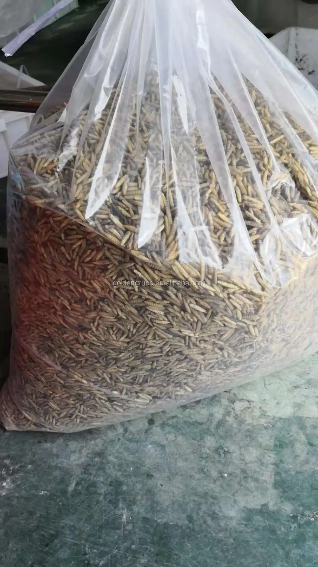 High Protein Dried Maggot Microwave Dried Black Soldier Fly Larvae ...