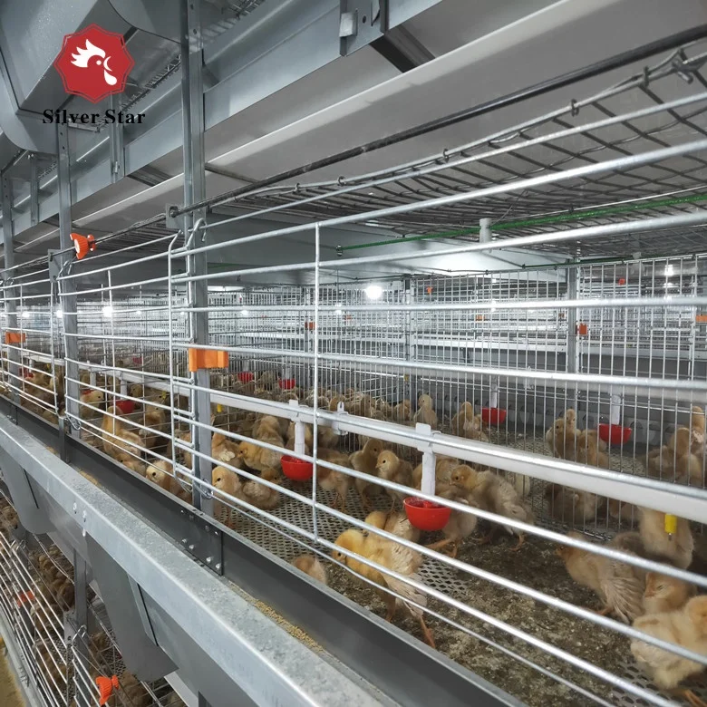 Poultry Farm Broiler Cage System For Chicken Use Of Automatic Equipment ...