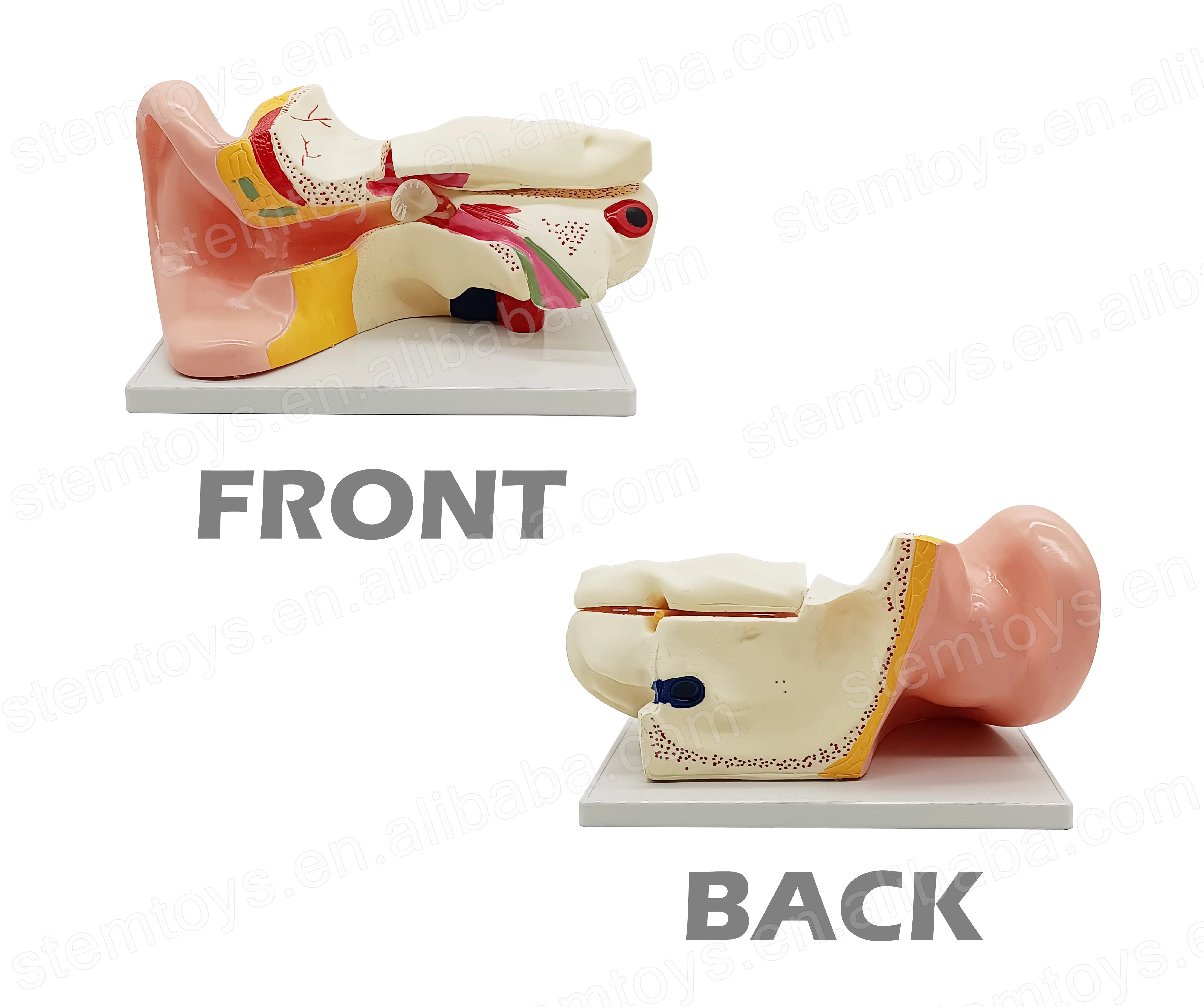 Magnification Human Ear Model 6X for Biological Experiment Stuffed ...
