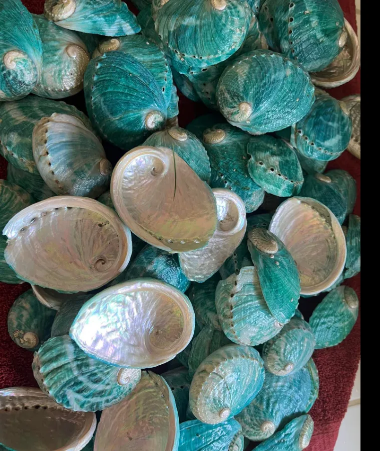 Sea Shells Crushed Abalon Shell Decoration Natural Color