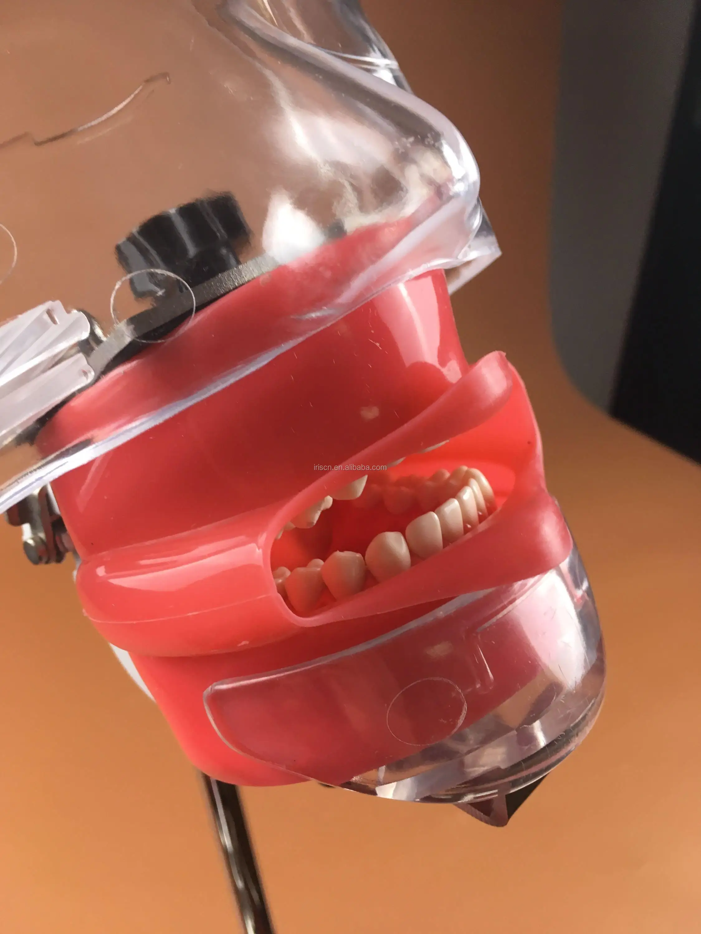 Teeth Nissin Dental Model - Detachable for Education