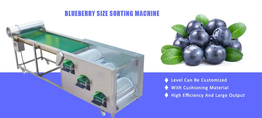 Efficient Blueberry Sorting Machine with Cushioning Material