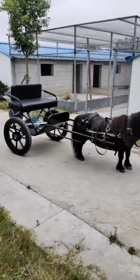 Mini Jog Cart Road Wagon For Fun Or Show Nice Suklly Lady's Phaeton For ...