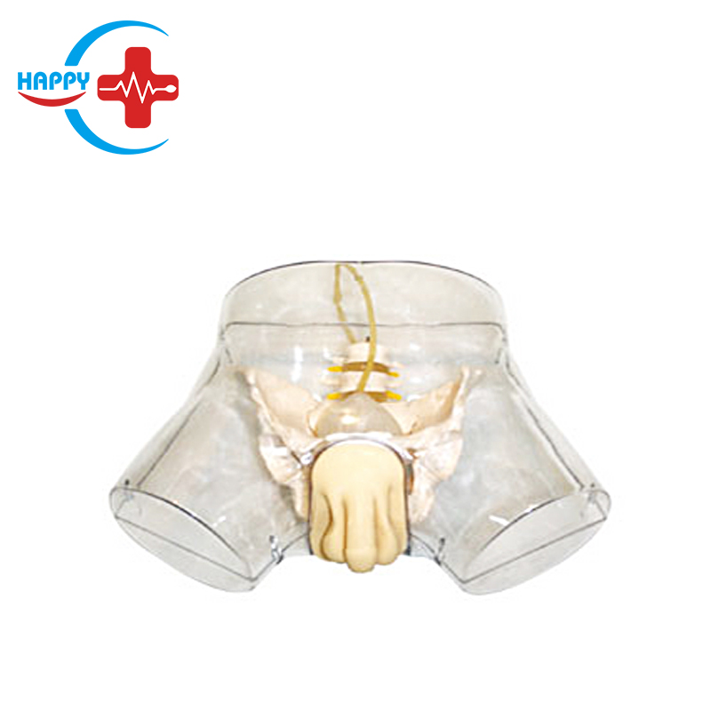 Hc-s128 Advanced Transparent Male Catheterization Nursing Model /male ...