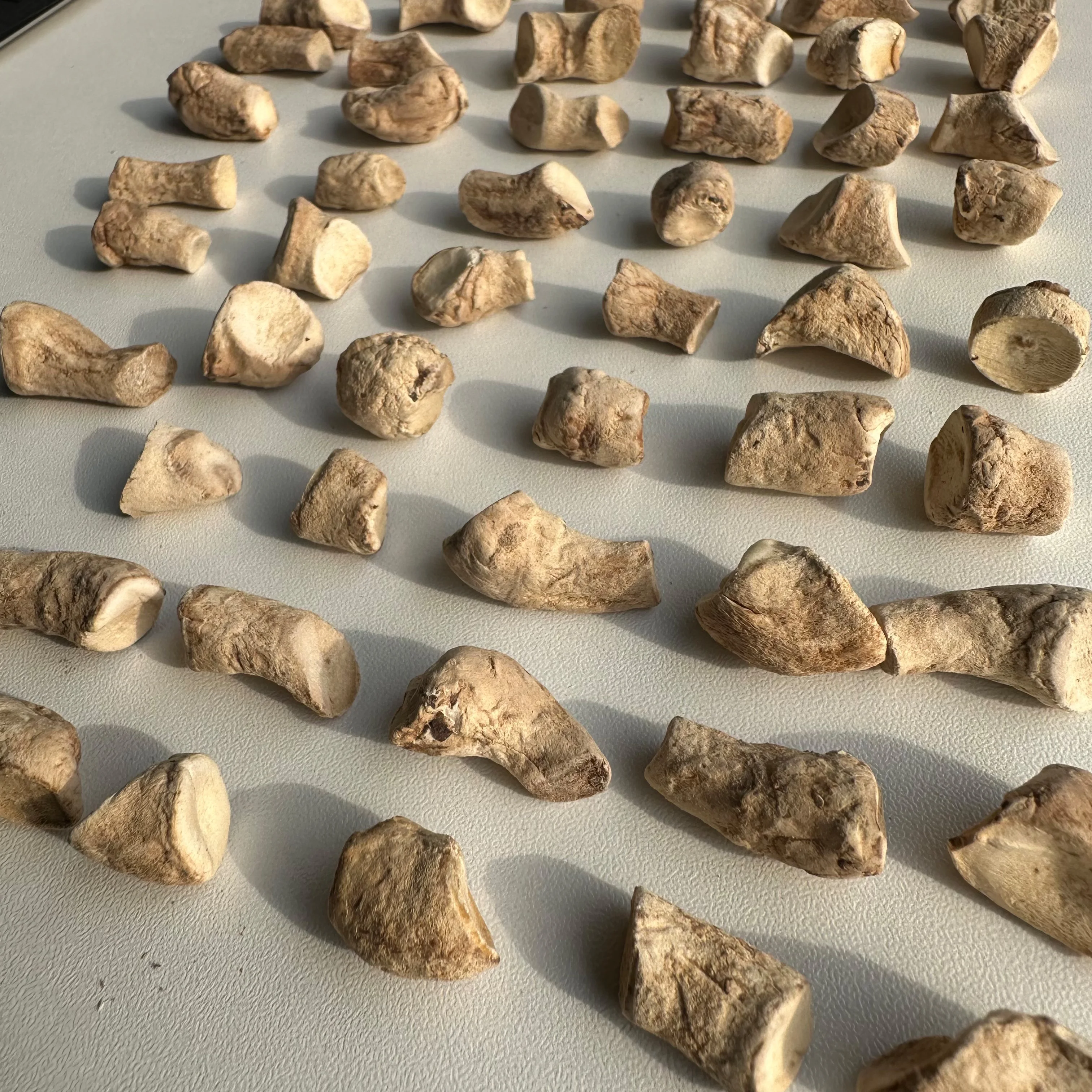 Mushroom Stems Spring Planting Double Pruning 1.0-1.6 - Buy Mushroom ...