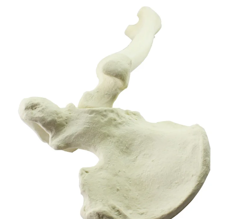 Synthetic Bone Models for Orthopedic Surgery Training