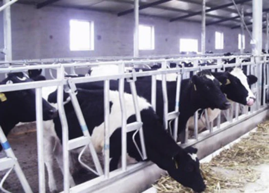 Cattle Headlock - Efficient Cattle Management Equipment