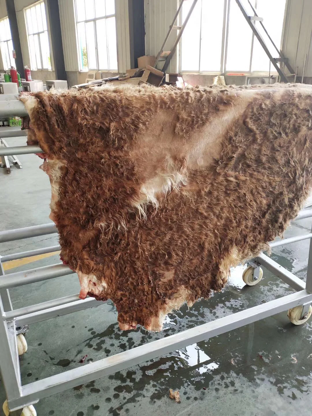 Fresh Cow Cattle Skin Hair Removal Machine With Best Price - Buy Fresh ...