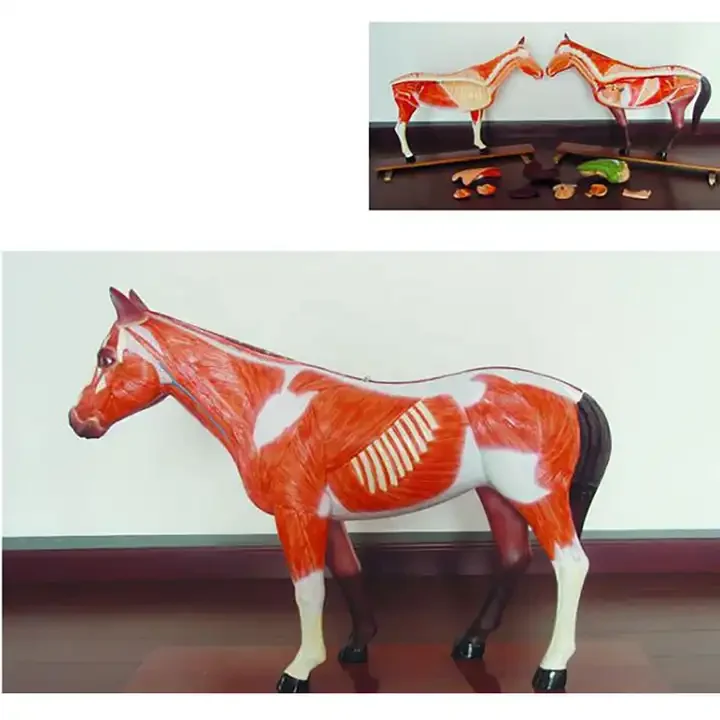 Anatomical Model Of Dog,Pig,Sheep,Cow And Rabbit Heart,Liver,Spleen ...