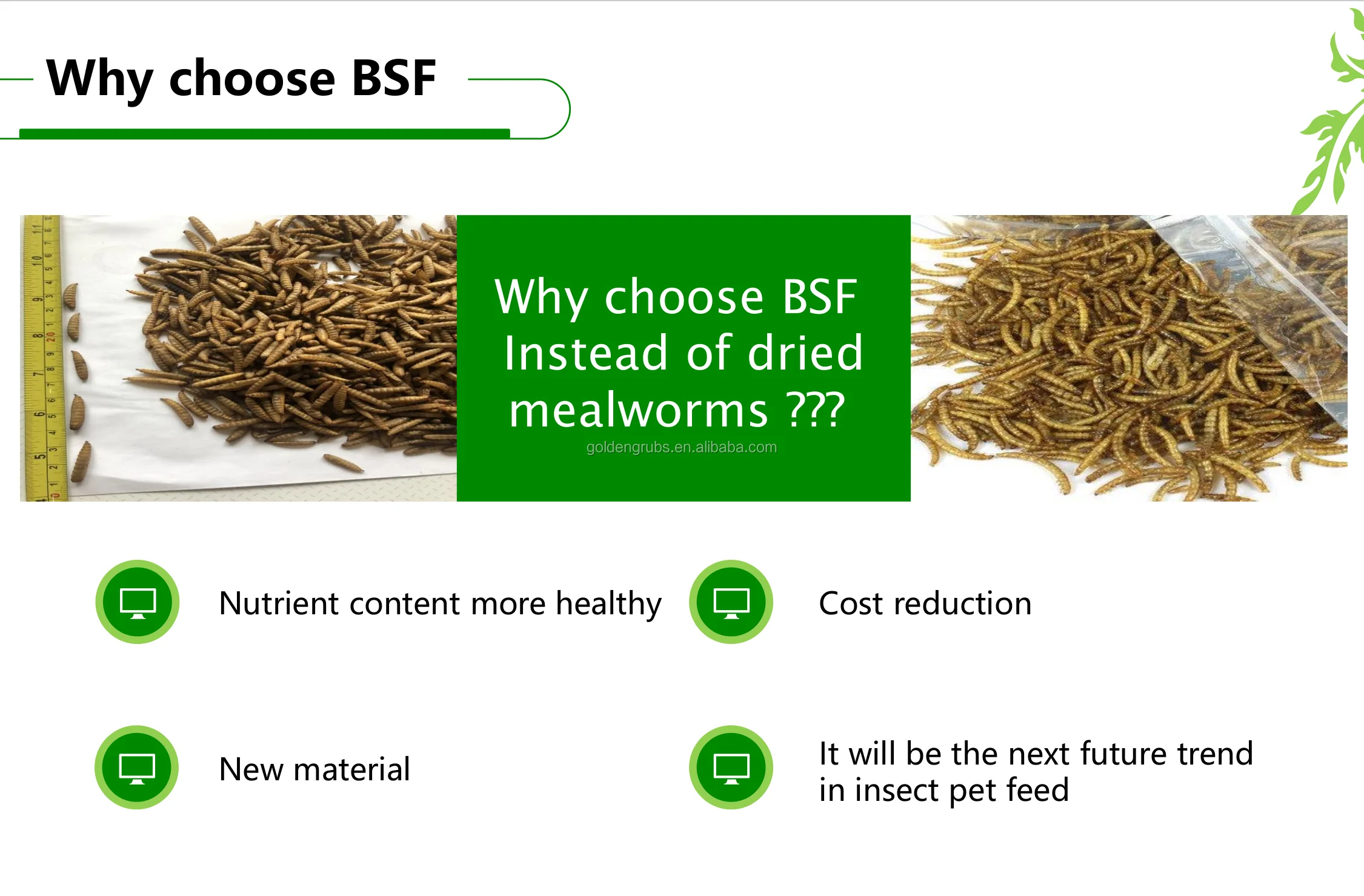 Bsf Dried Larvae,Black Soldier Fly Meal,Black Soldier Fly Dried - Buy ...